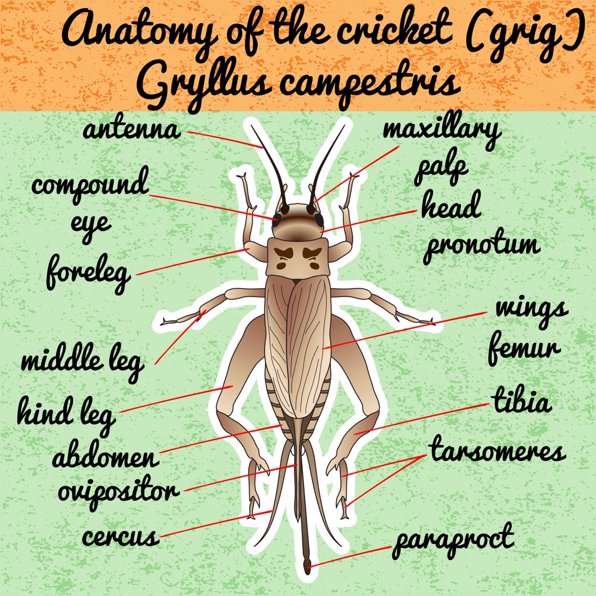 Ugh, A Bug! Get To Know Insect Anatomy - Science Friday