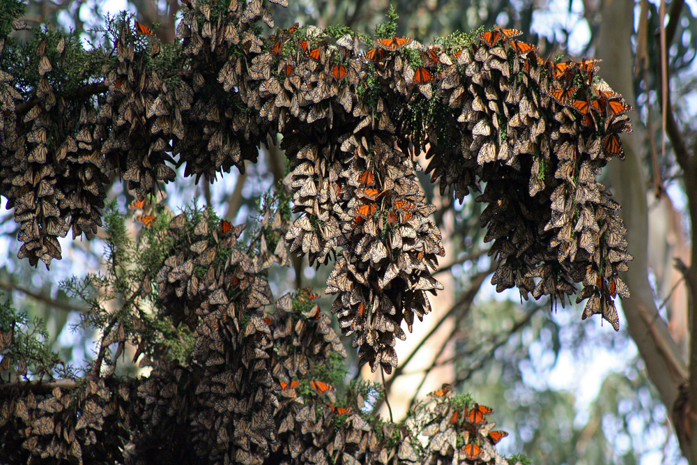 Western Monarch Migration
