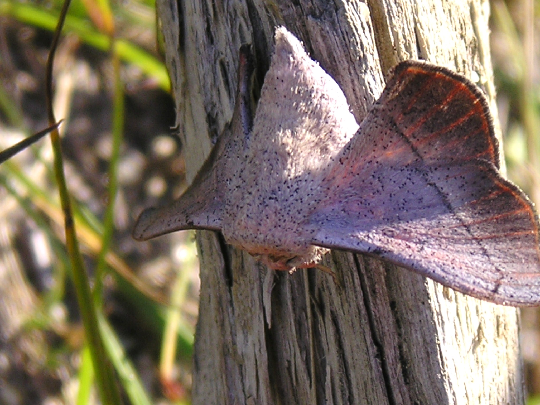10 Questions for Mark Mello, Moth Man