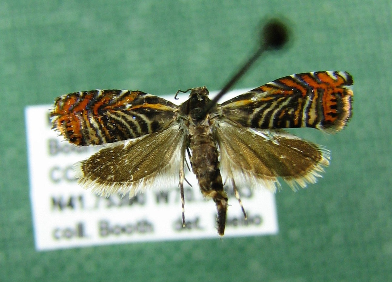 10 Questions for Mark Mello, Moth Man