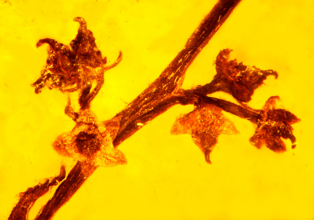 An Ancient Flower, Preserved in Amber - Science Friday