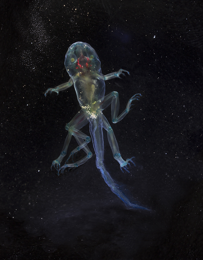 An Artist Memorializes Frogs’ Struggle for Survival