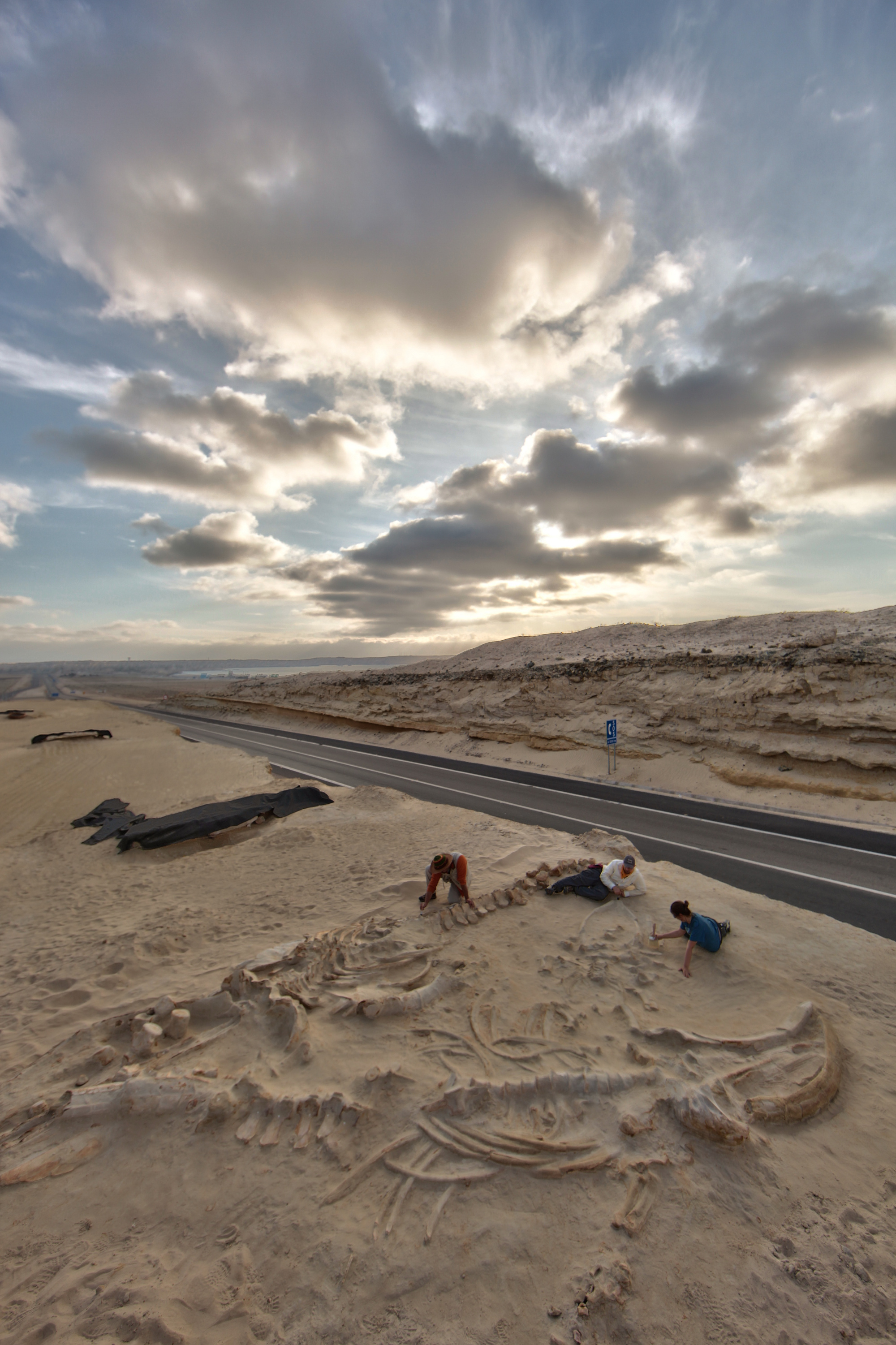 Highway Expansion Uncovers Whale Graveyard