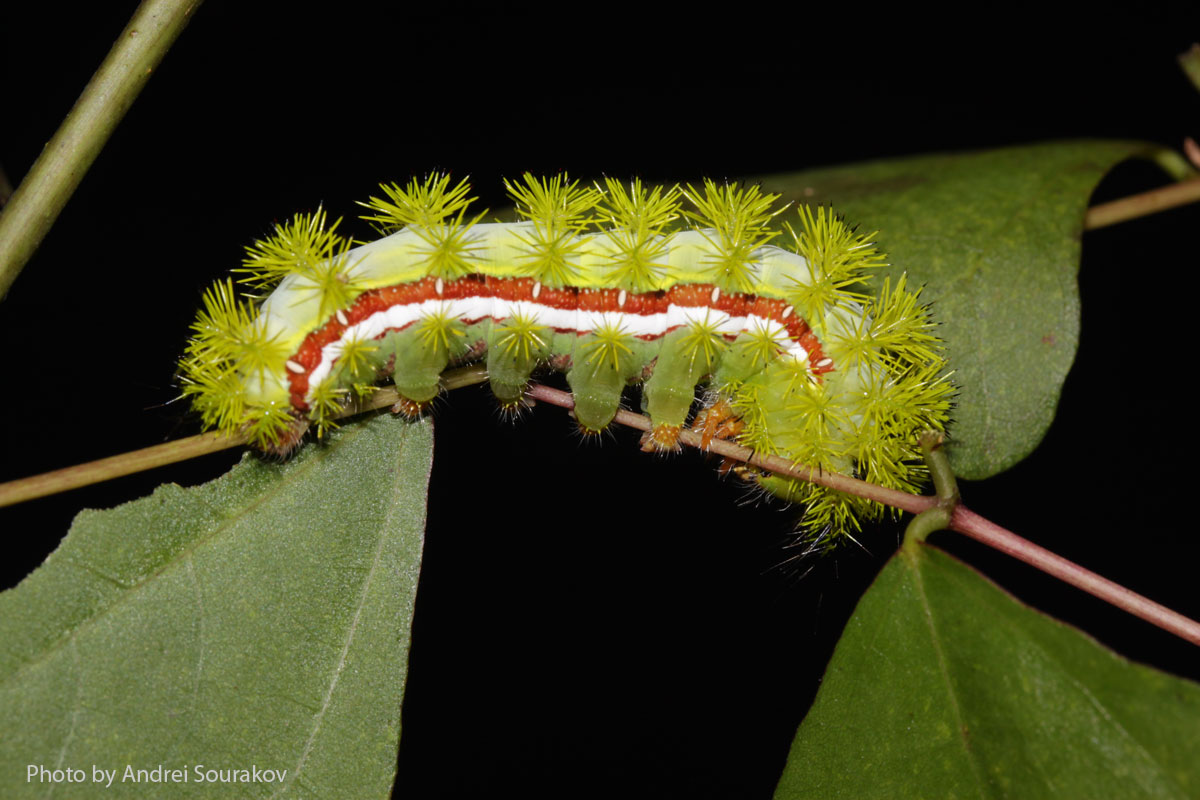 Picture of the Week: Io Moth Caterpillar