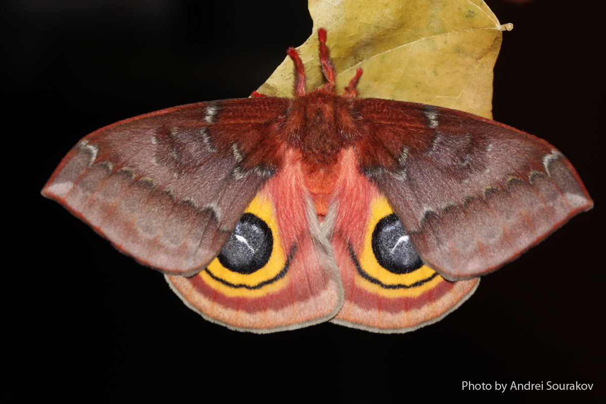 Picture of the Week: Io Moth Caterpillar