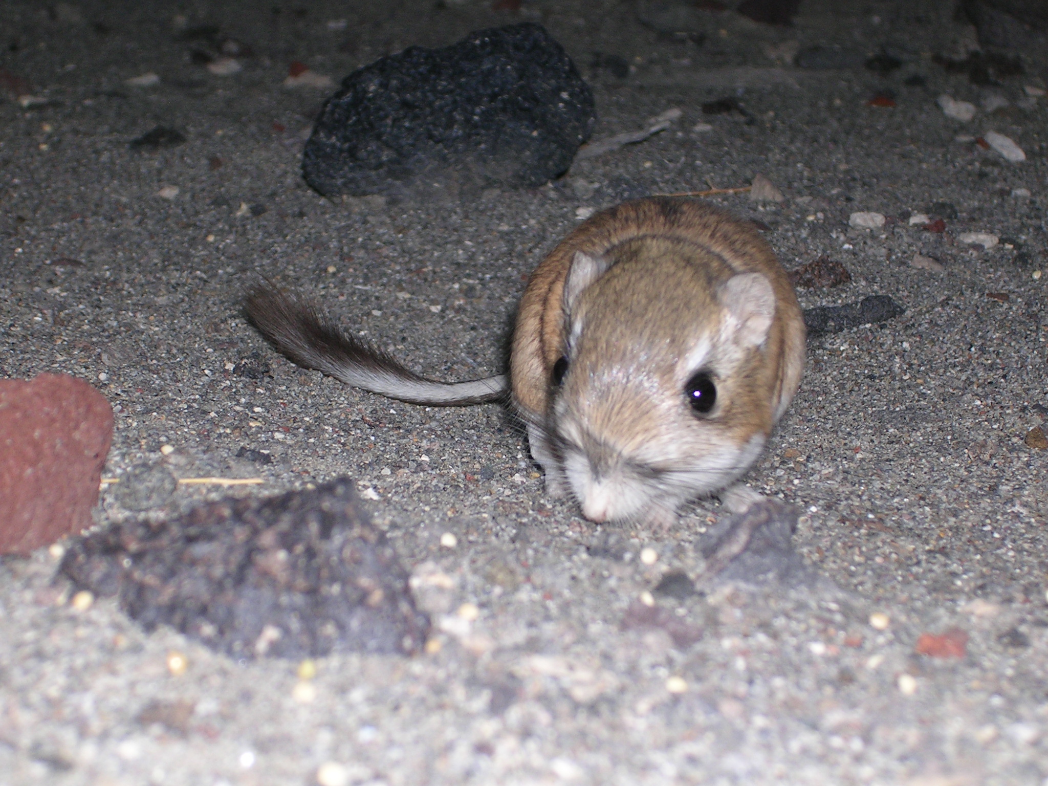 'Dune' Pic: What's this Mouse Got to Do With Paul Muad'Dib? - Science ...
