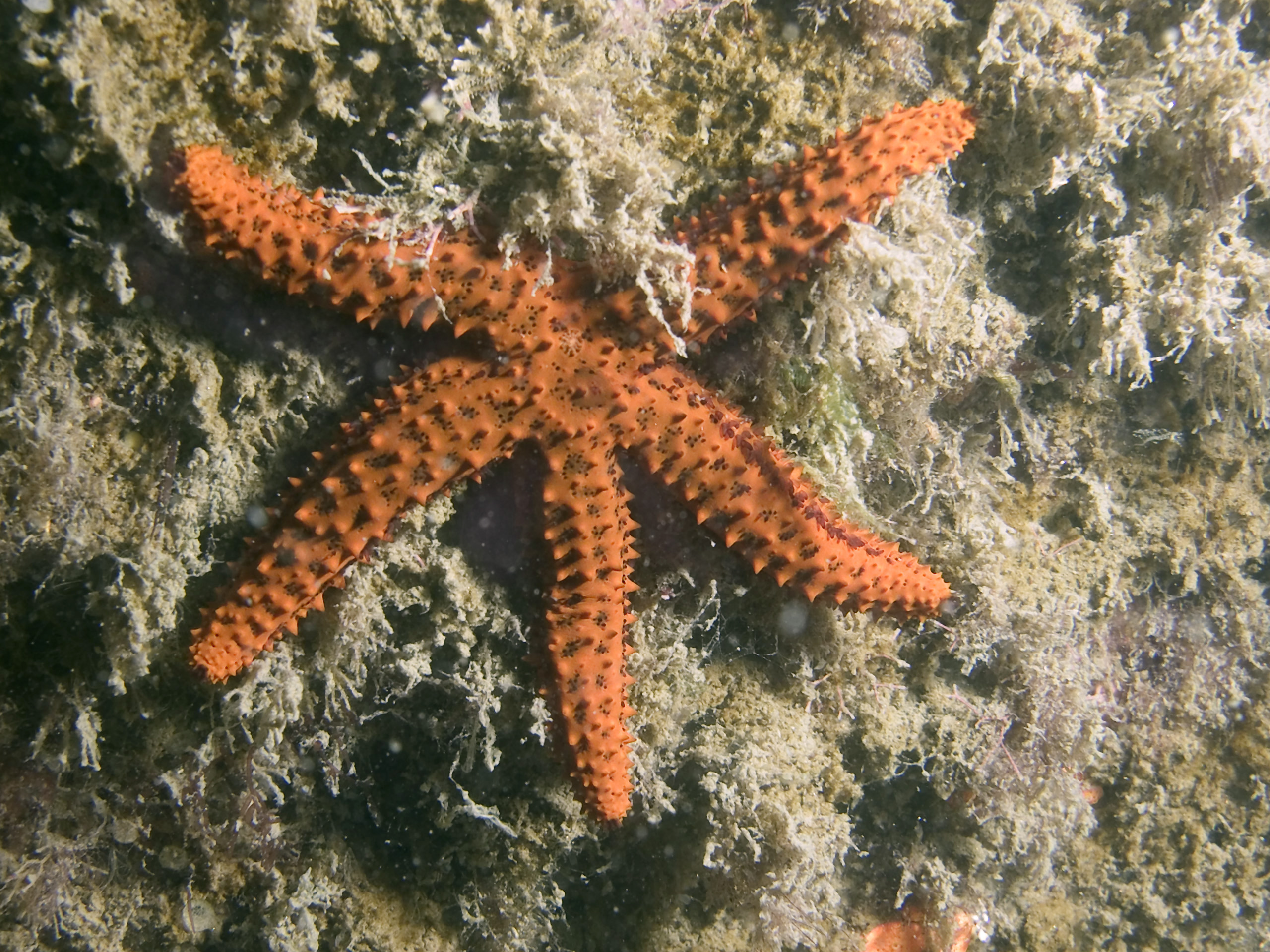 The Stages of Starfish Growth