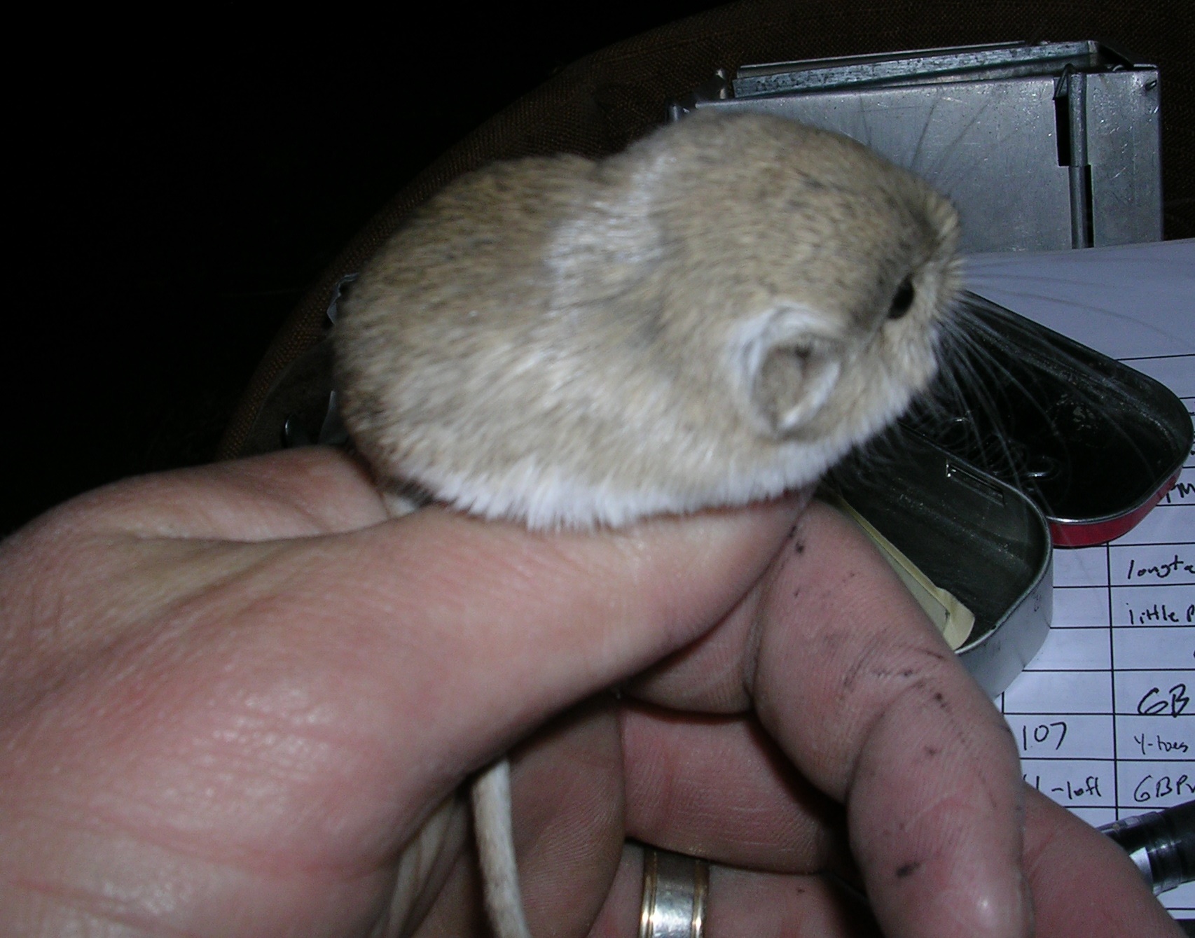 'Dune' Pic: What's this Mouse Got to Do With Paul Muad'Dib? - Science ...