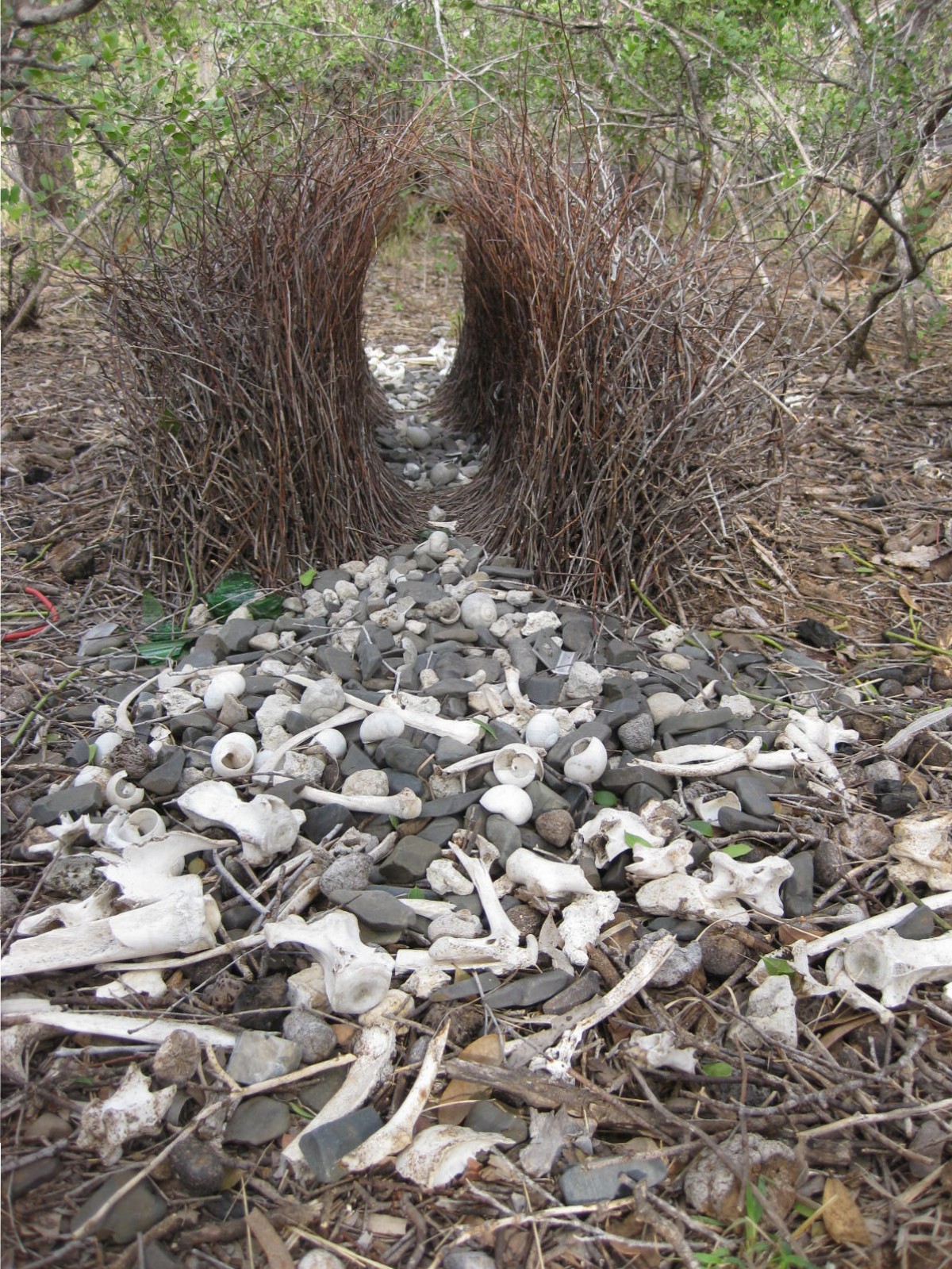 The Ultimate Bachelor Pad: Great Bowerbird's Bower