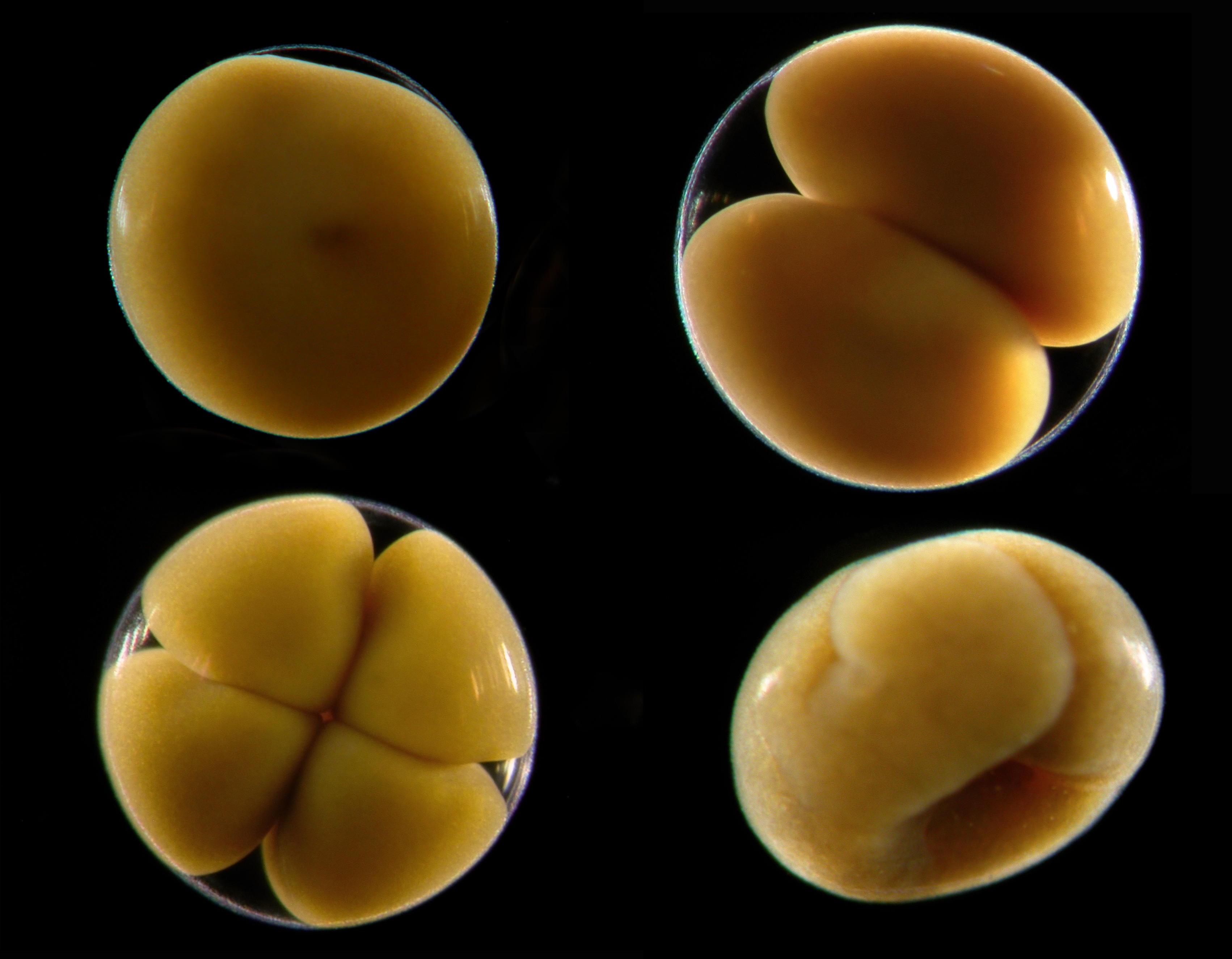 The Stages of Starfish Growth