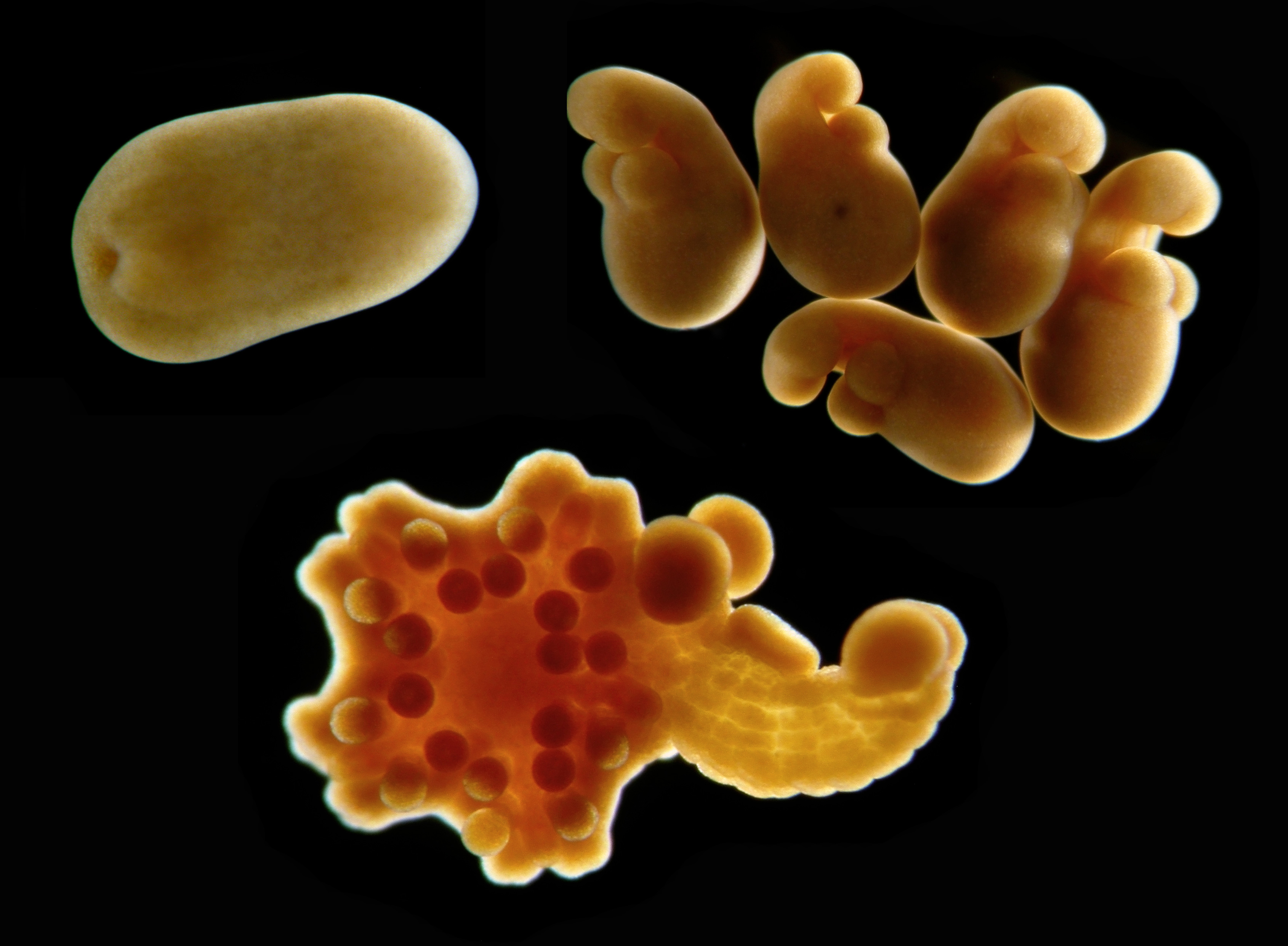 The Stages of Starfish Growth