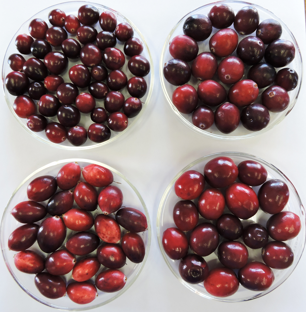 Picture of the Week: Cranberries