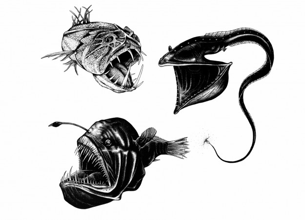 Horns, Claws, and Teeth: The Animal Weapons Arms Race - Science Friday
