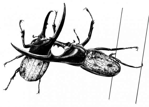 Horns, Claws, and Teeth: The Animal Weapons Arms Race - Science Friday