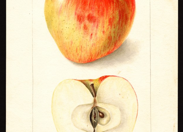 Apple Science, From American Beauty to Zestar - Science Friday