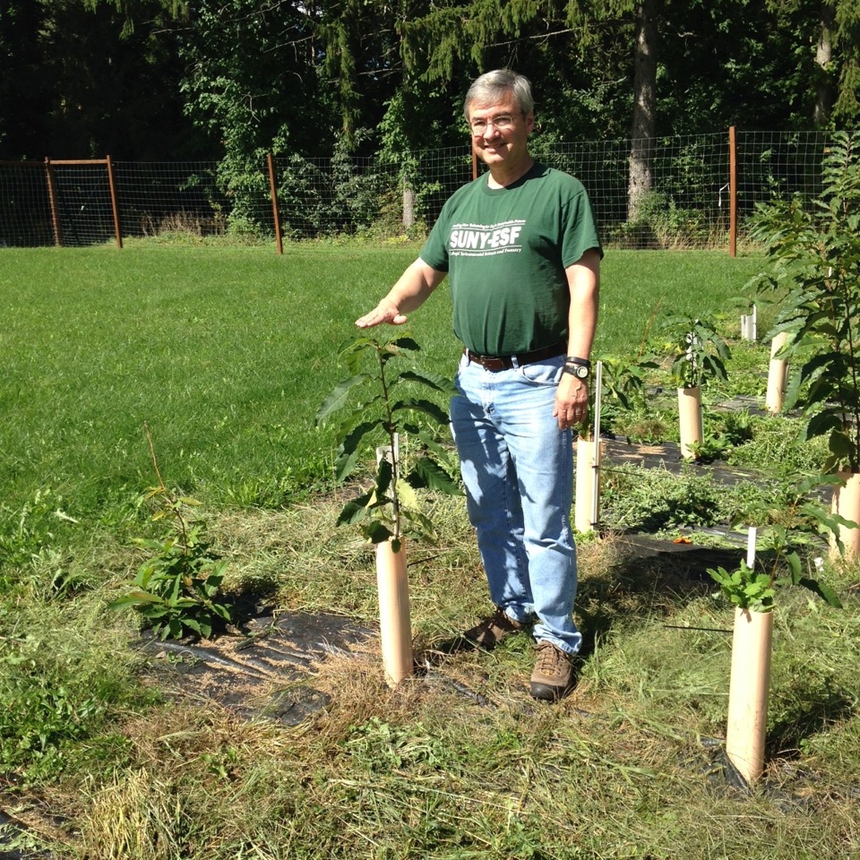 Picture of the Week: Transgenic American Chestnuts