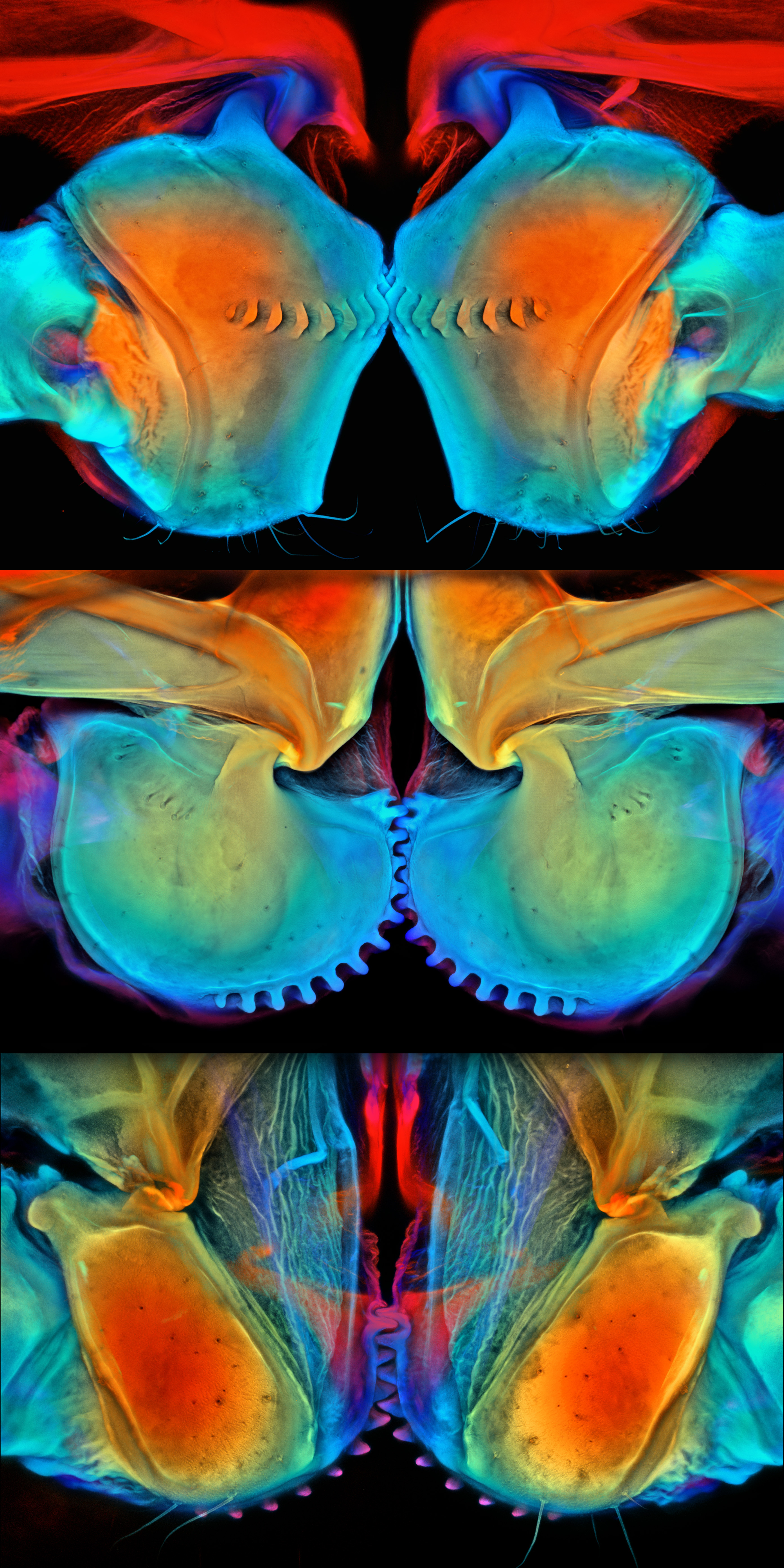 See The Gears Of A Planthopper