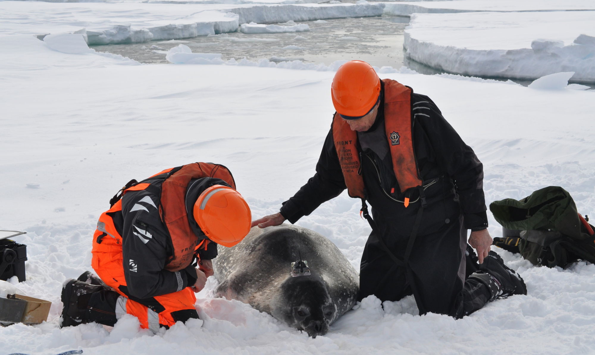 Seals Deep Dive for Ocean Data - Science Friday