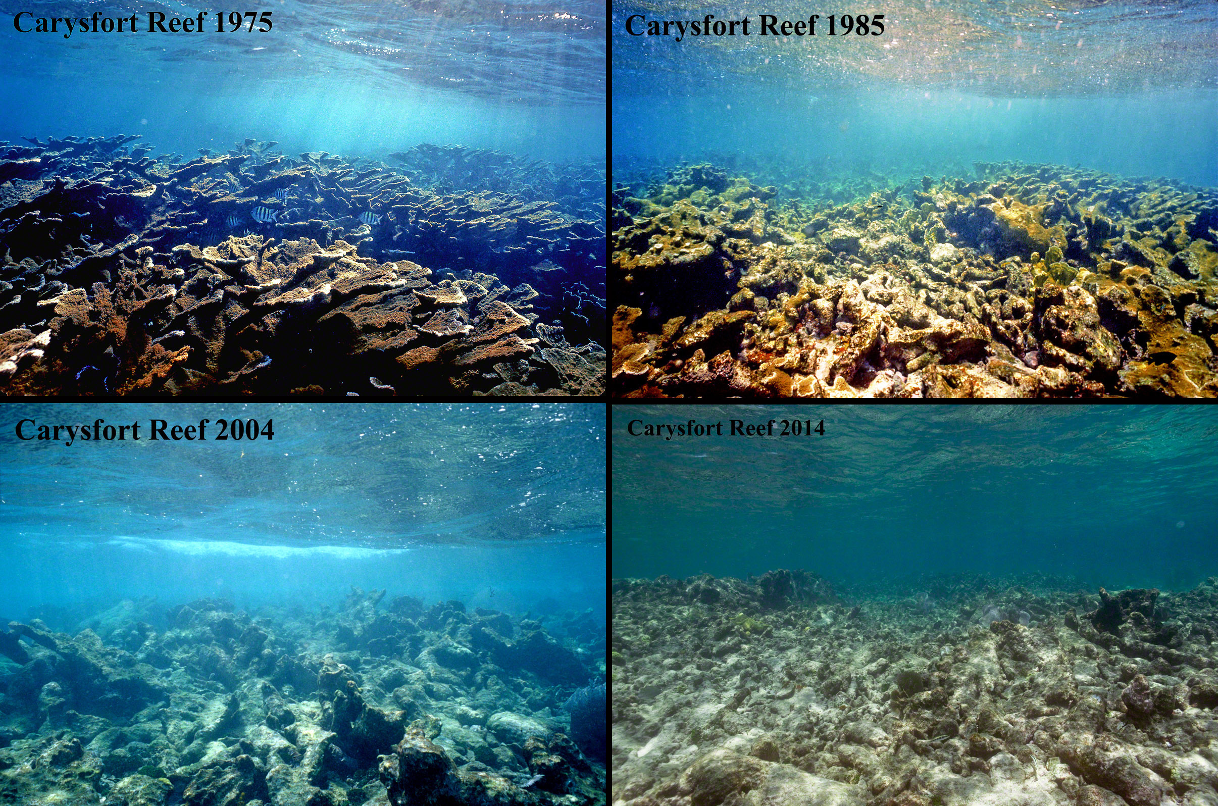 Conserving Cuba's Coral Reefs - Science Friday