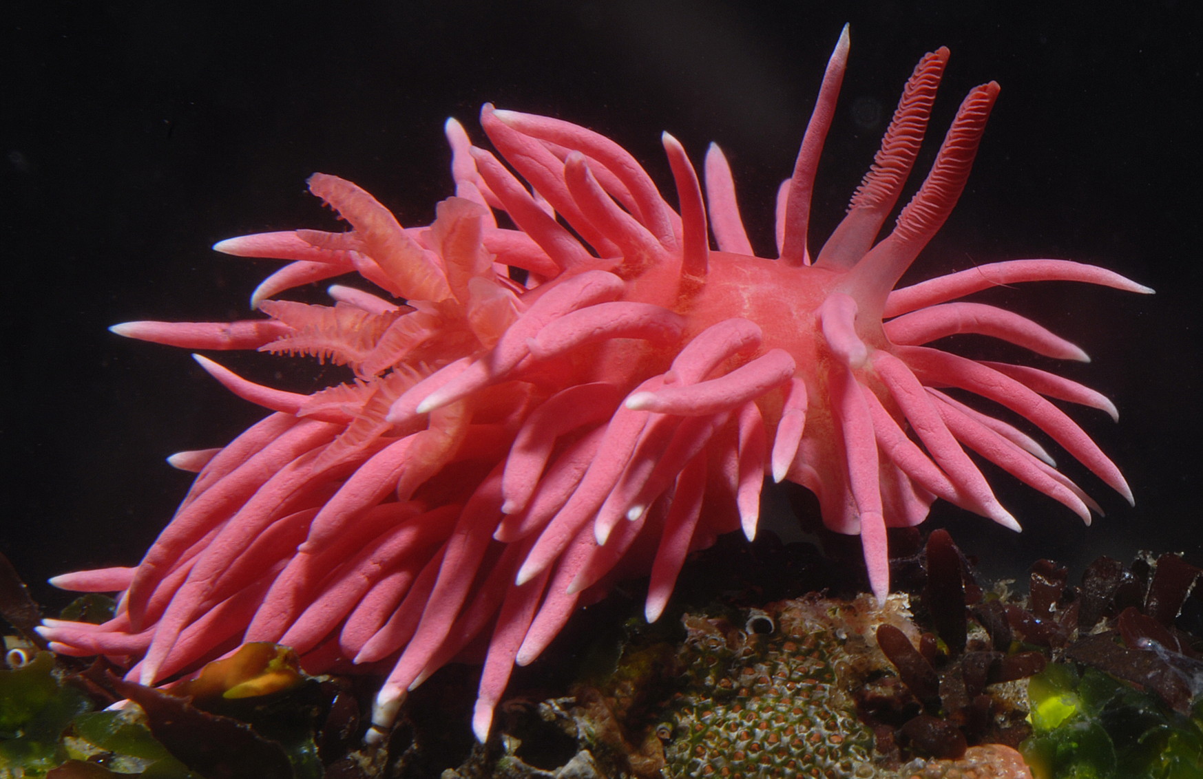 Hopkins' Rose Sea Slug Bloom in California