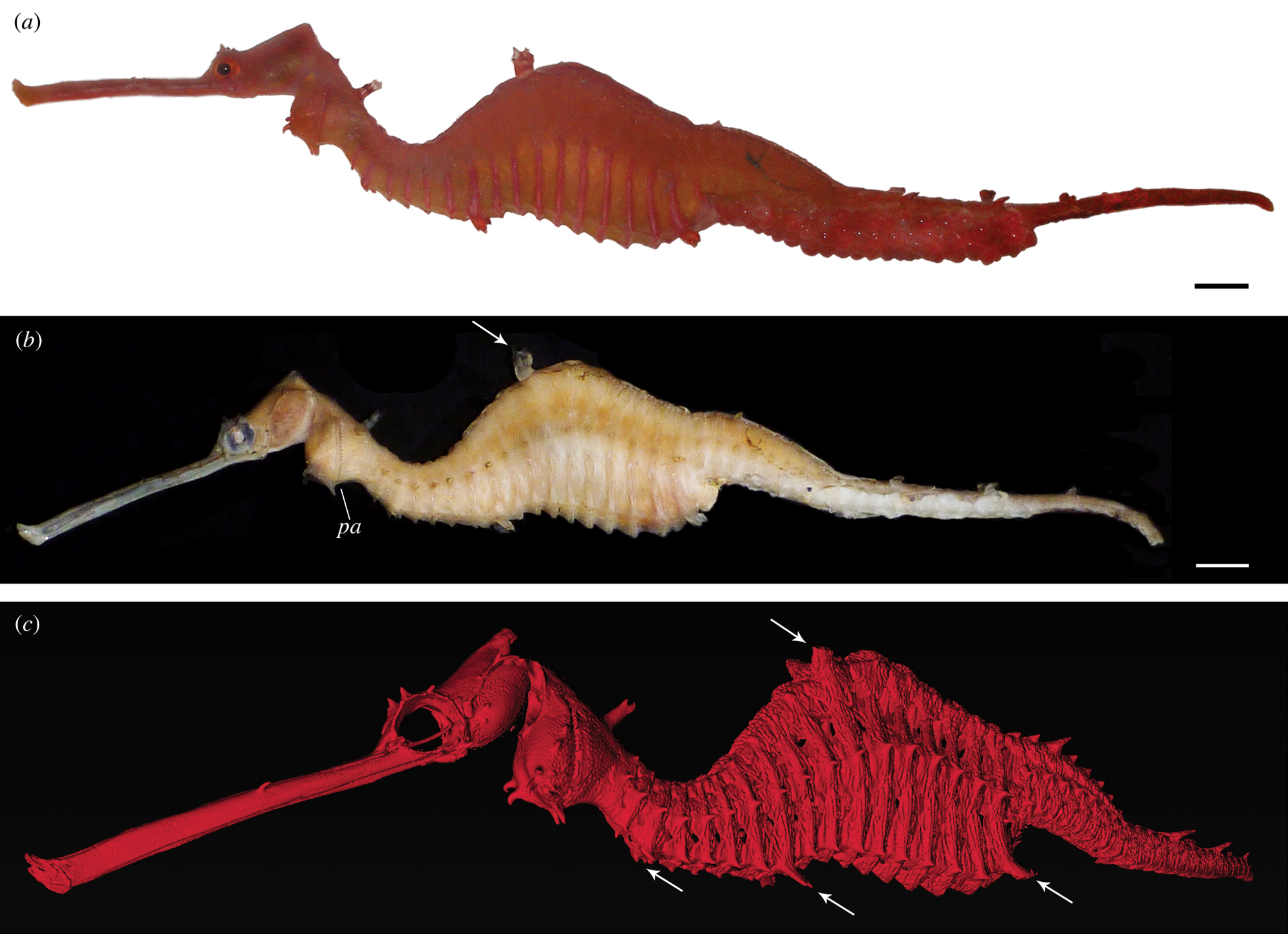 New Species of Seadragon Identified