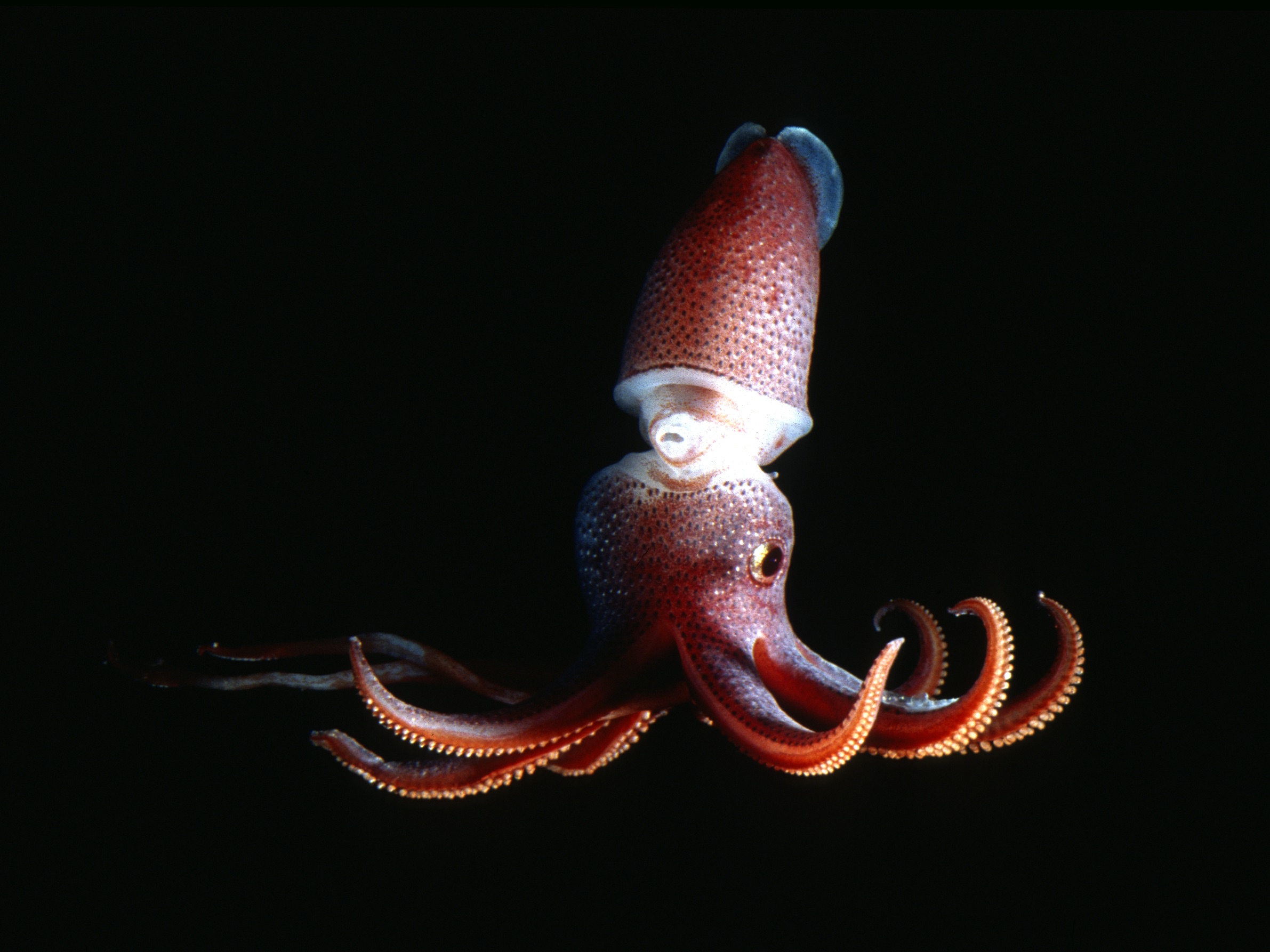 Picture of the Week: Cock-Eyed Squid