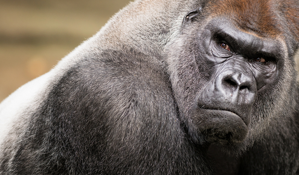The Secret to Making Ultrastrong 'Gorilla Glass' - Science Friday