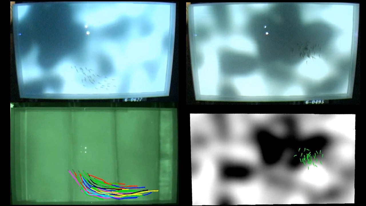 Fishy Crowdsourcing - Science Friday