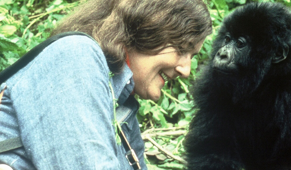 The SciFri Book Club Visits 'Gorillas in the Mist' - Science Friday
