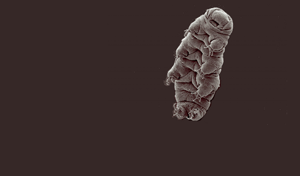 Behold the Mighty Water Bear - Science Friday