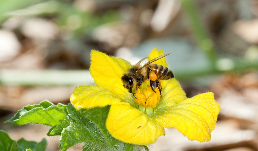 Getting the Springtime Buzz on Bees - Science Friday