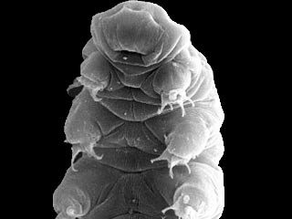 Behold the Mighty Water Bear - Science Friday