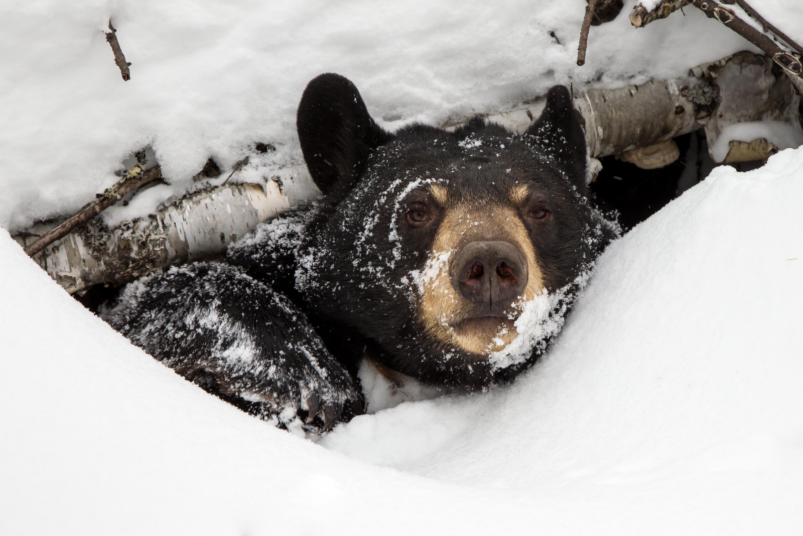 Black Bear Den In Winter