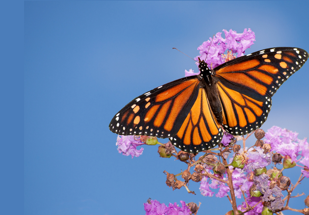 Monitoring the Monarchs - Science Friday