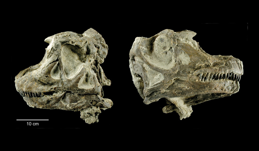 Utah's Fossil Finds Describe an Ancient World - Science Friday