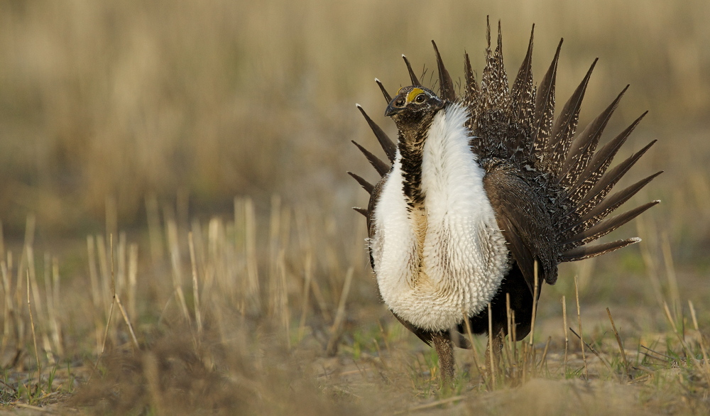 The Bird That Struts Its Stuff - Science Friday