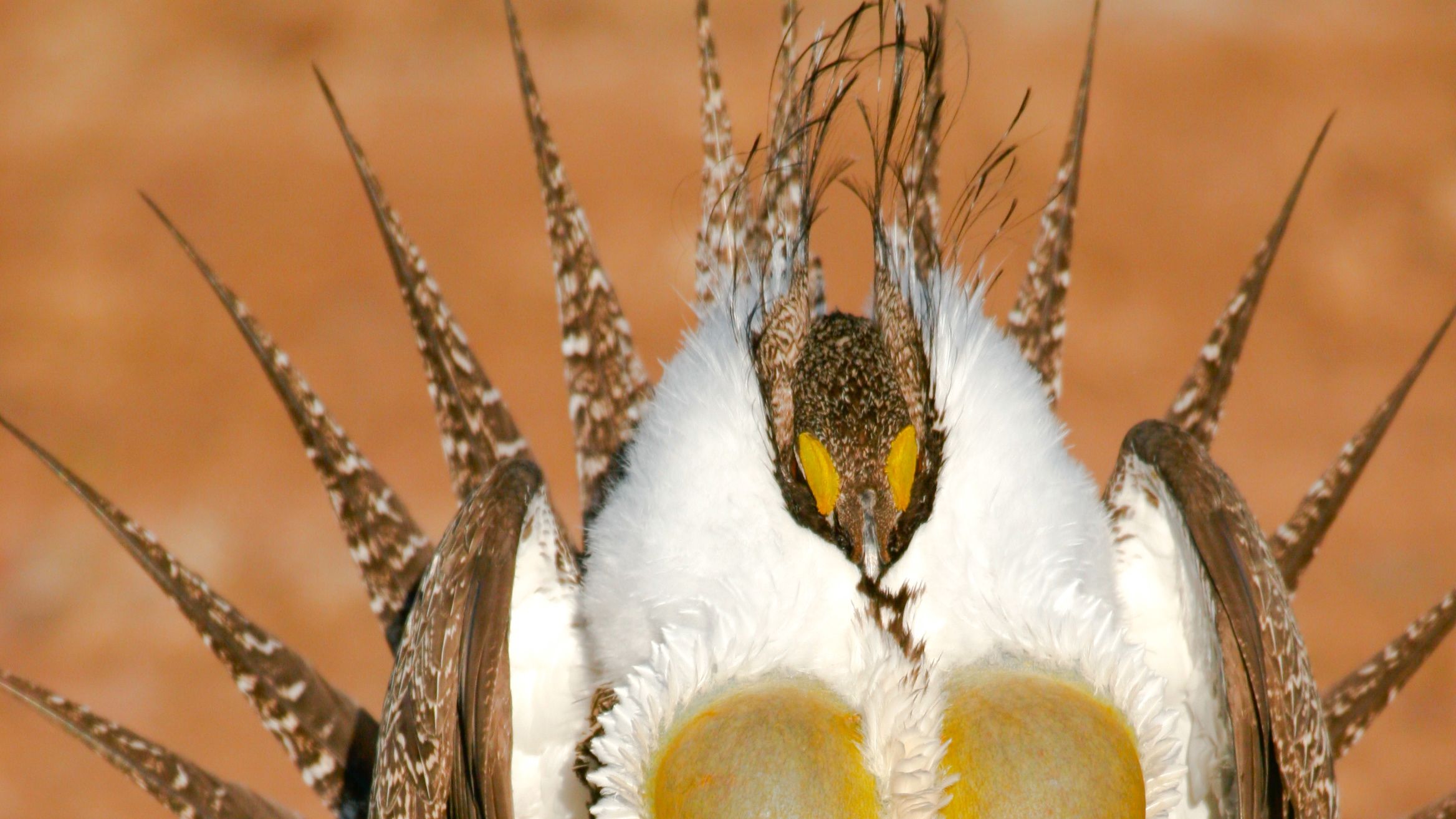 Every Spring, This Bird Struts its Stuff - Science Friday