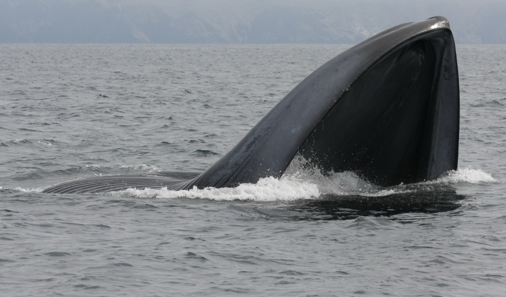 A Chronicle of a Whale's Life, Captured in Earwax - Science Friday