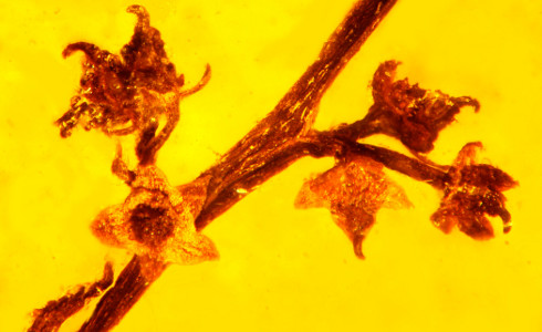 An Ancient Flower, Preserved in Amber - Science Friday