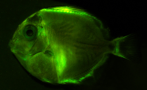 Picture of the Week: Biofluorescing Fish