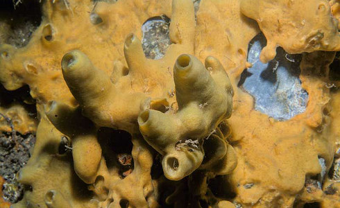 Picture of the Week: Sea Sponge