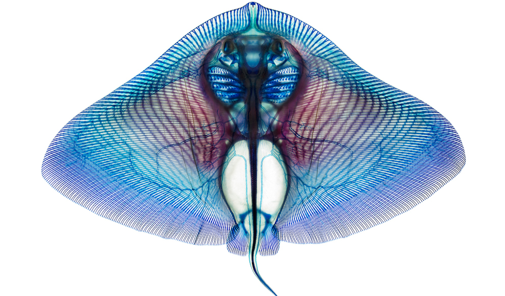 Inside Insight: Clearing and Staining Fish - Science Friday