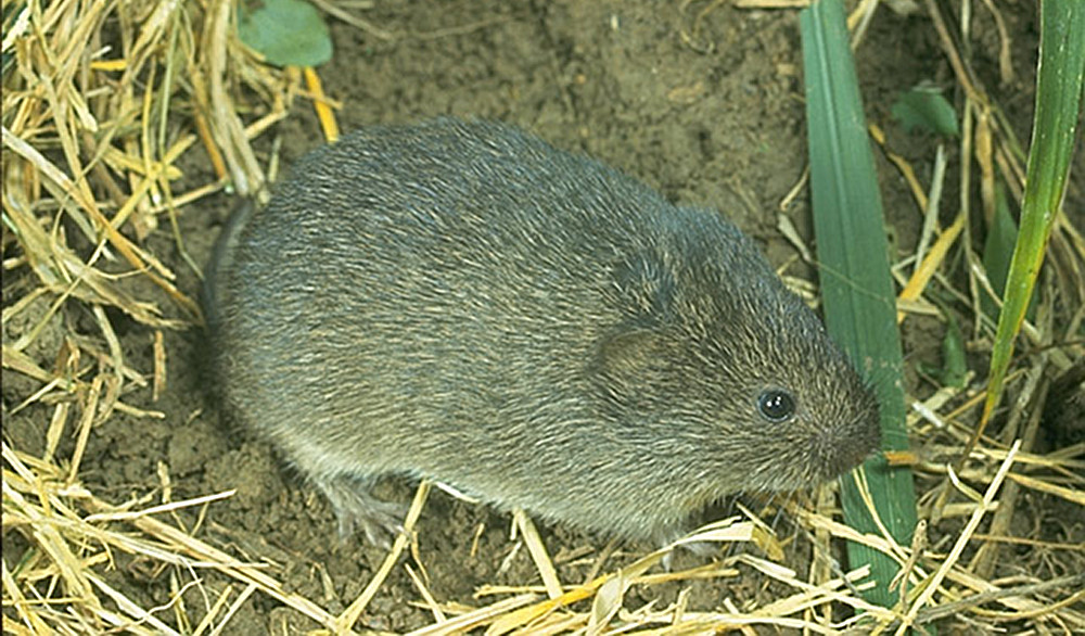 Scientists Study Vole Romance Under the Influence - Science Friday