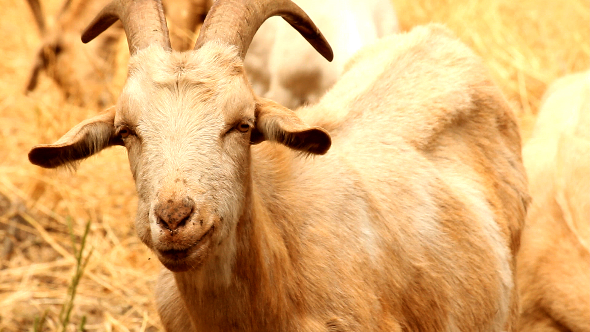 The Goat Brigade: Preventing Wildfires in Southern California - Science ...