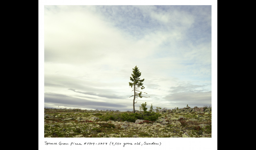 Documenting the Oldest Living Things in the World - Science Friday
