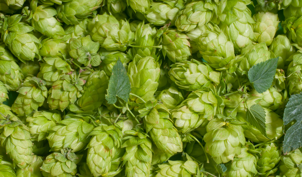 Beer Science: Crafting the Perfect Pint - Science Friday