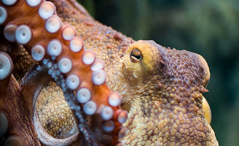 Cephalopod Movie Night - Sacramento