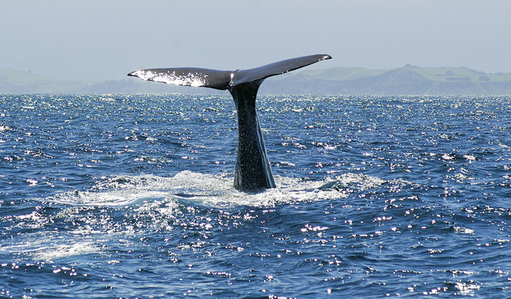 Scientists Call Whales the 'Engineers' of the Ocean Ecosystem - Science ...