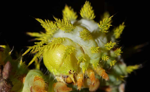 Picture of the Week: Io Moth Caterpillar