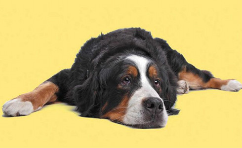 'Animal Madness' Excerpt: Animals Can Suffer From Mental Illness, Too